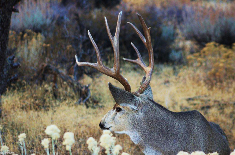 Naylon Conservation Easement - Eastern Sierra Land Trust