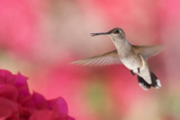Hummingbirds: Your Questions Answered! – Eastern Sierra Land Trust