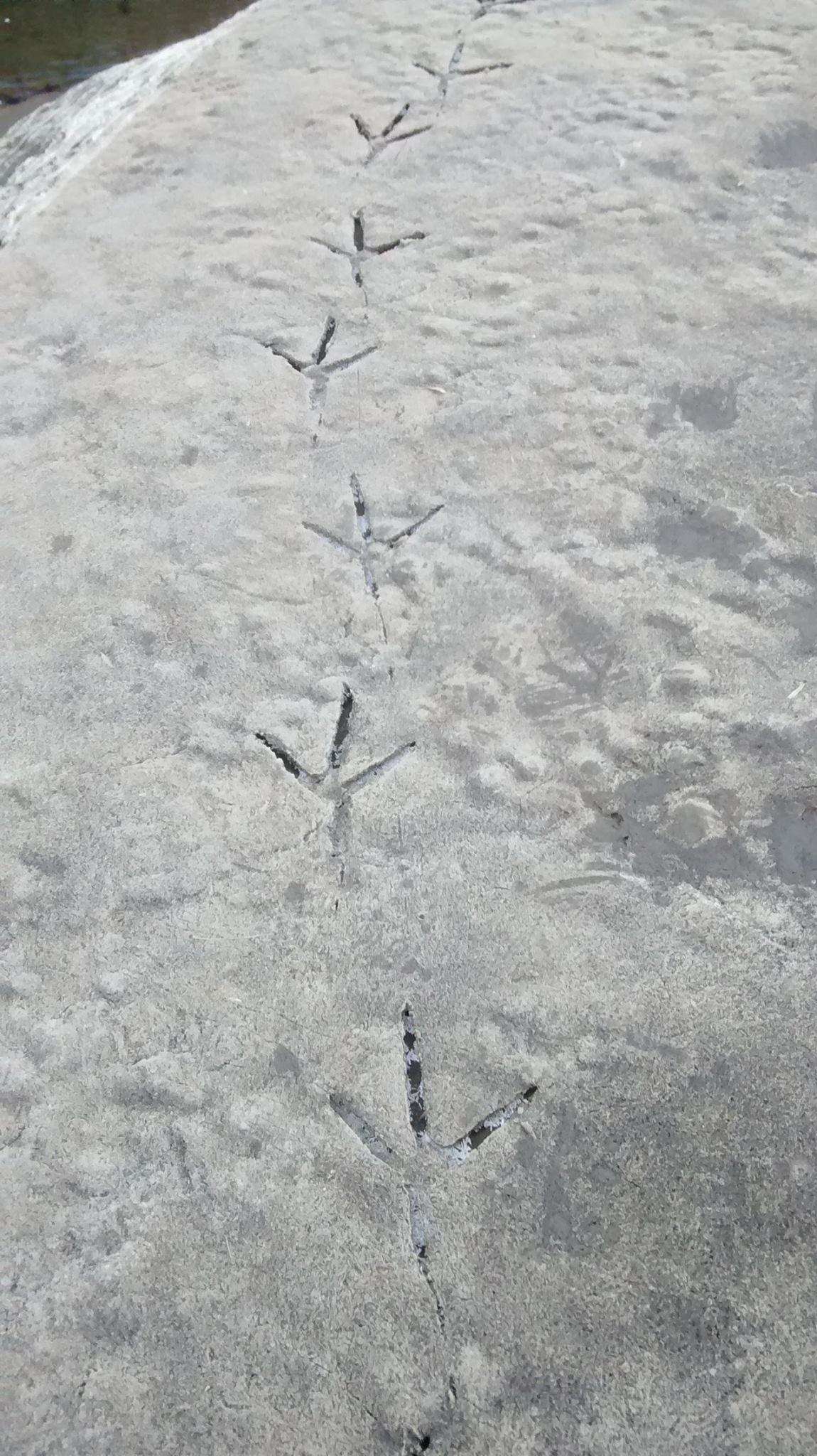 WINNER of our Winter Photography Contest – Eastern Sierra Land Trust