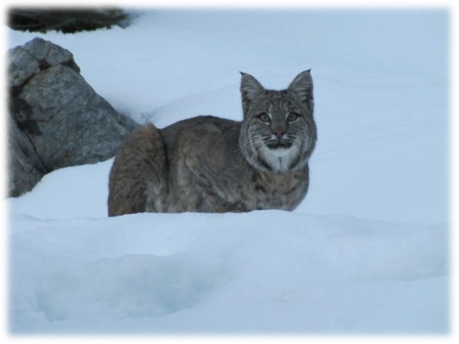 Mammoth Lakes 395 Wildlife Crossing - Eastern Sierra Land Trust