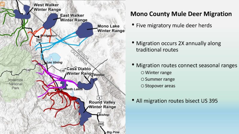 Mammoth Lakes 395 Wildlife Crossing - Eastern Sierra Land Trust